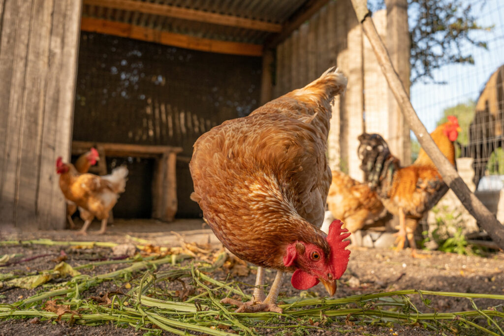 5 Reasons People Love Raising Chickens in Their Backyard - Backyard Poultry